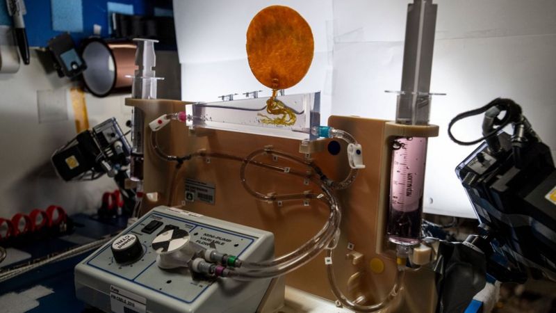 Nasa project investigates - how do you water a plant in space? - BBC ...