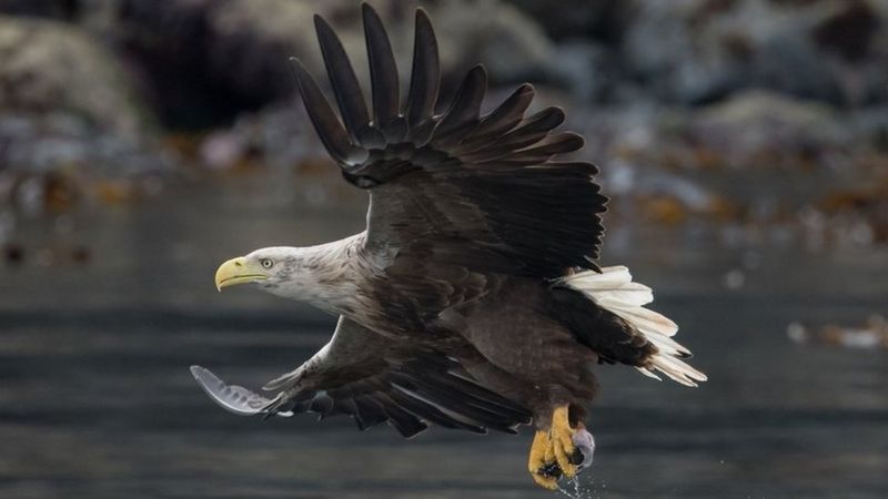 Isle of Wight sea eagle returns home after 17-month journey - BBC News