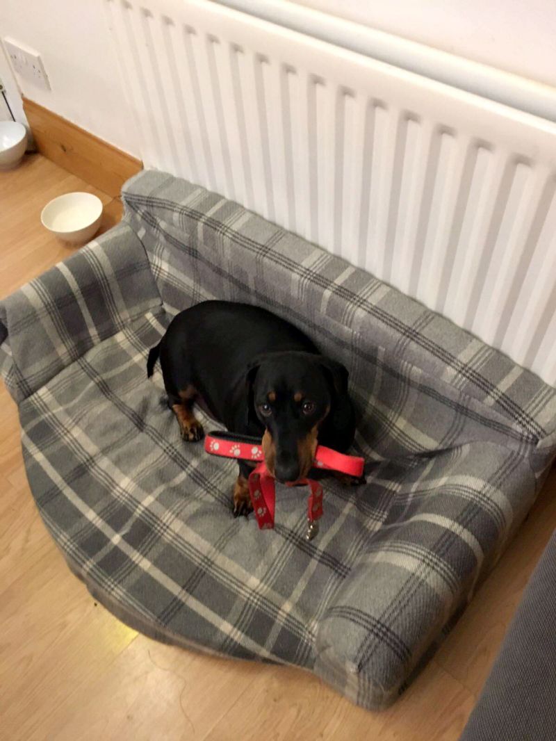 Pesky pooch: This dog pinches things from all over the house! - BBC ...