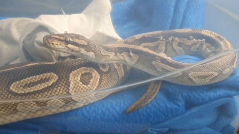 Stray 5ft python found at Islington house round boiler - BBC News