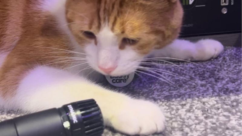 Stevenage cat hopes for chart hit with Christmas single - BBC News