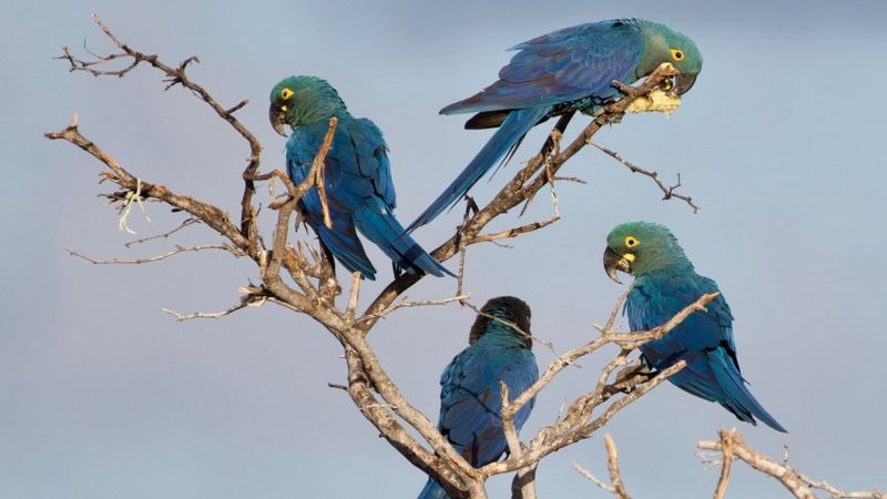 Rare Lear's macaws get new home in Cornwall - BBC News