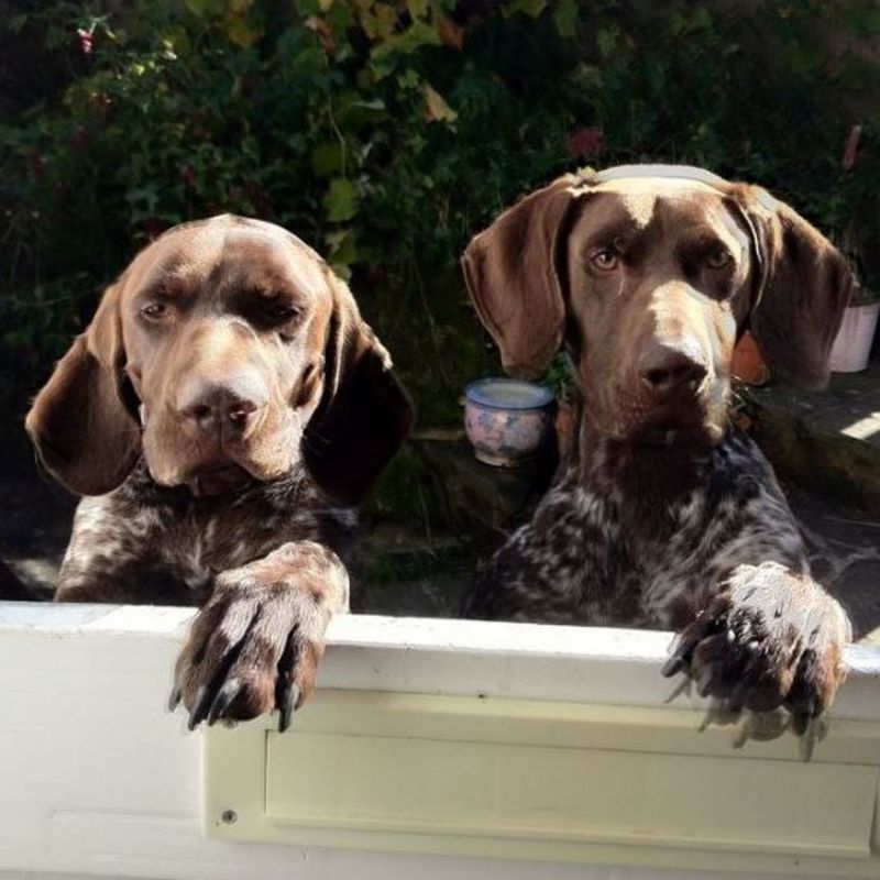 Dogs mirror other dogs' emotions: Your canine copycat pictures - BBC News