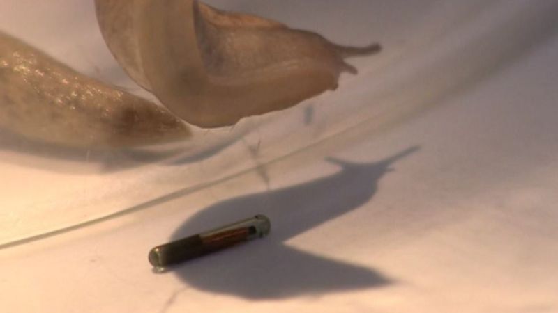 Fitting slugs with tracking devices for the first time - BBC News
