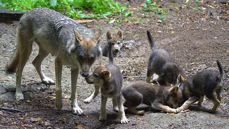 Cotswold Wildlife Park escaped wolf shot dead - BBC News