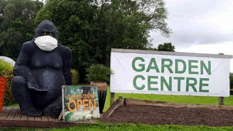 Gary the Gorilla statue stolen from Carluke garden centre - BBC News