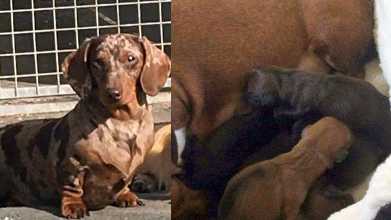 Sausage dogs get dressed up for Ogmore-by-Sea charity walk - BBC News