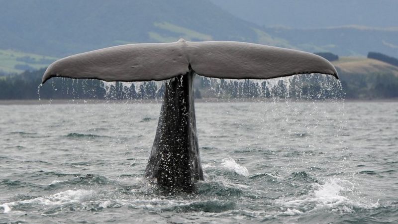 Exploding whale tale drives Doncaster Council's stay-at-home message ...