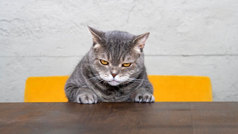 Is your cat ignoring you? Probably! - BBC Newsround