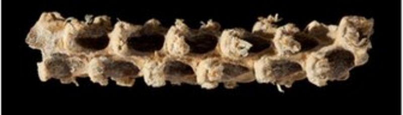 Ancient corn cob shows how maize conquered the world - BBC News