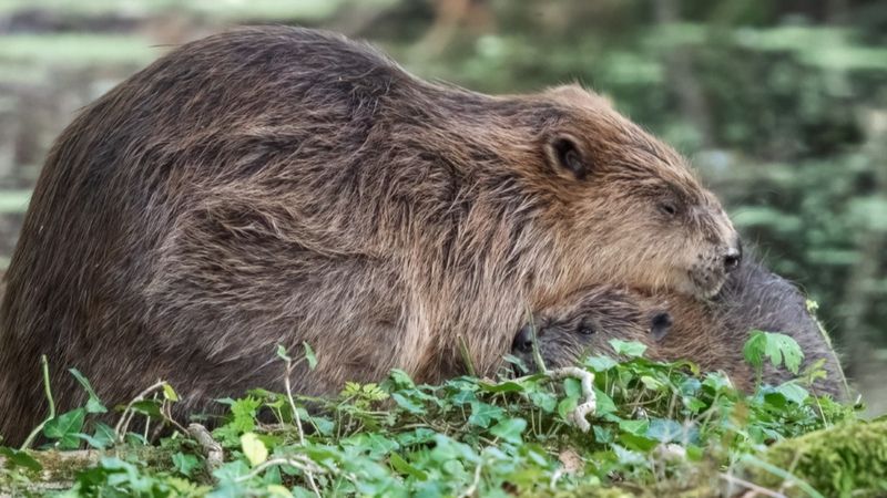 Beavers born after they were reintroduced into the wild - BBC Newsround