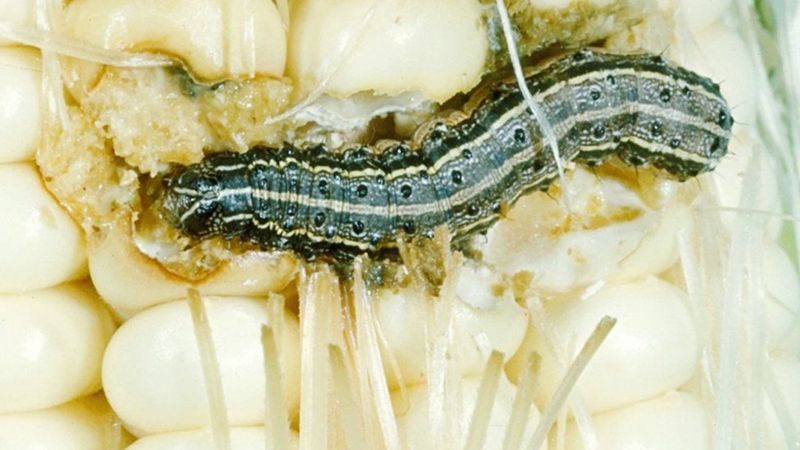 Ulat tentara ancam ladang di Afrika dan bisa menyeberang ke Asia - BBC ...