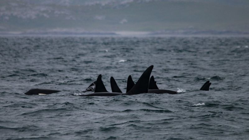 Mystery orcas spotted in Scotland found in Norway - BBC News