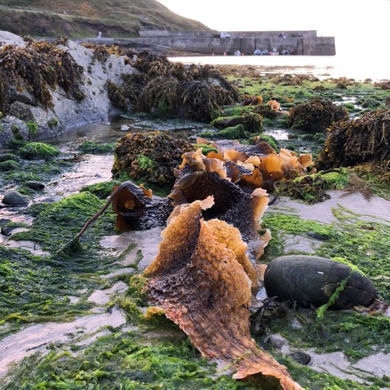 Your pictures of Scotland: 27 January to 3 February - BBC News