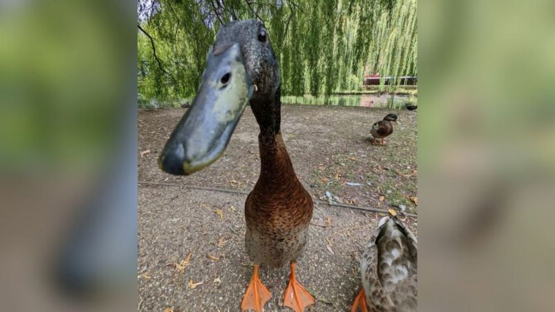 Long Boi: Search continues for York University's missing tall duck ...