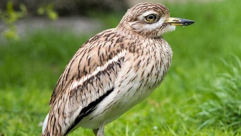 Suffolk Wildlife Trust's Worlingham Marshes project gets £2m in lottery ...