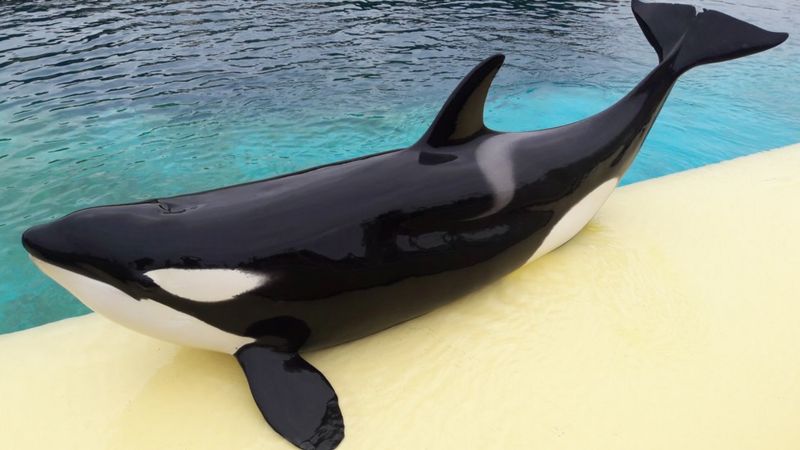 Cientistas identificam pela primeira vez orca capaz de imitar palavras ...