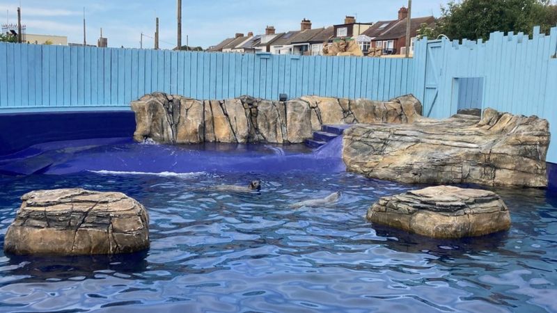Hunstanton Sea Life centre installs seal pup recovery pool - BBC News