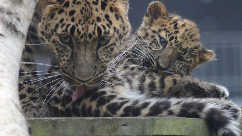 Rare leopards go on show at Yorkshire Wildlife Park - BBC News