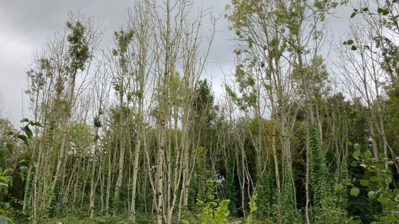 Ash dieback disease still spreading 10 years on - BBC News
