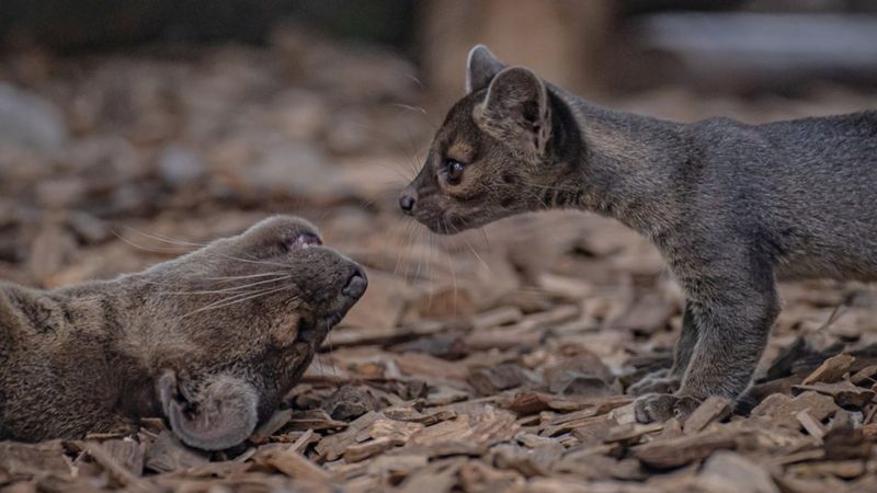 Rare sighting of first fossa pups born at Chester Zoo - BBC News