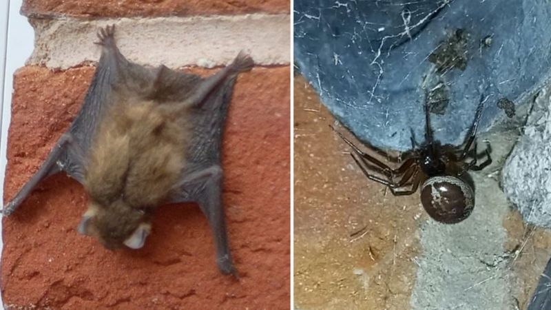 Spider recorded preying on bat in Shropshire artist's attic - BBC News