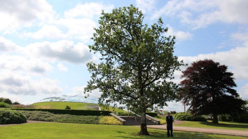 HS2 route Cubbington pear is 2015 'Tree of the Year' - BBC News