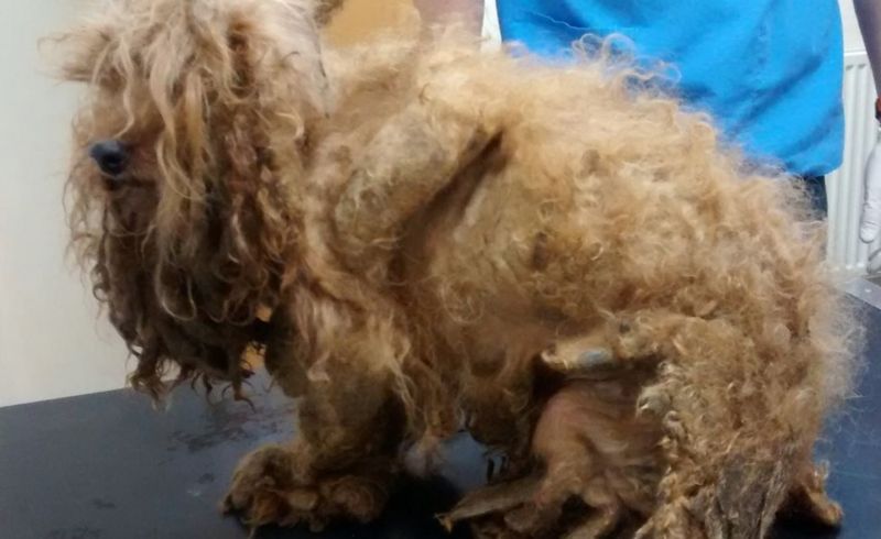 Abandoned dog's 'foot rotted off due to matted fur' - BBC News
