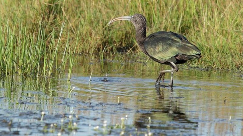Glossy ibis makes rare appearance in Scotland - BBC News