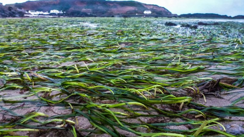 Climate change: Carbon-reducing seagrass planted off Welsh coast - BBC News
