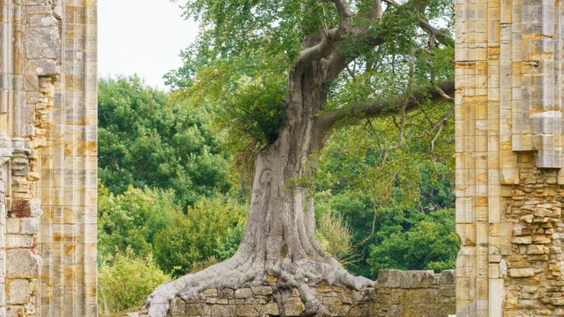 Woodland Trust competition to find England's top trees - BBC News