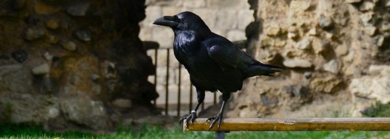 Tower of London welcomes first raven chicks in 30 years - BBC News