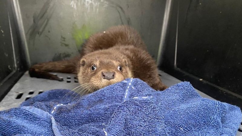 Otter saved from underneath set of stairs in Penzance - BBC News