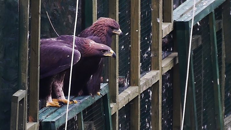 South Scotland golden eagle project hits milestone with six new chicks ...