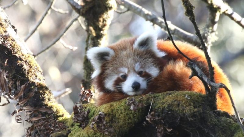 Red pandas tracked by satellite in conservation 'milestone' - BBC News