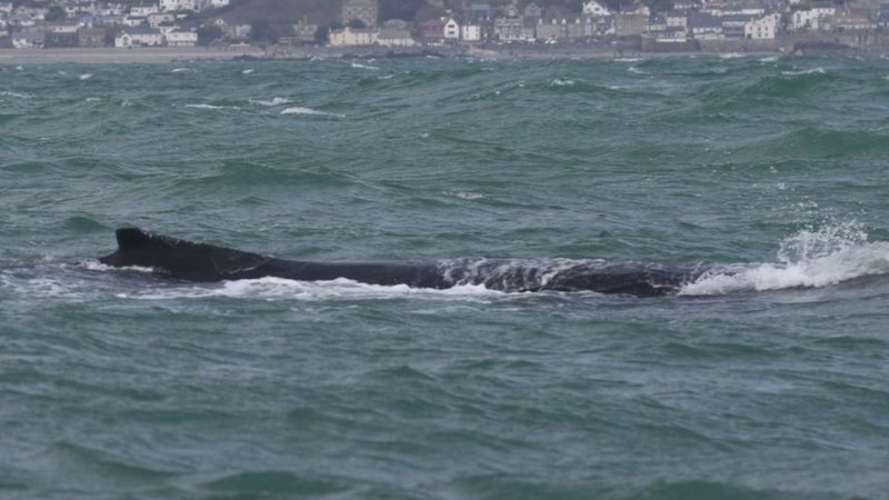 Humpback whale freed from fishing rope in Cornwall - BBC Newsround