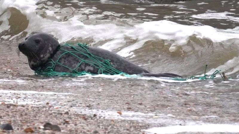 Seal 'entangled in plastic' rescued on Felixstowe beach - BBC News