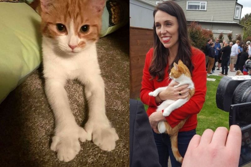 New Zealand's 'first cat' and other political pets - BBC News