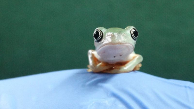 Rare Mexican giant leaf frogs successfully bred in UK - BBC Newsround