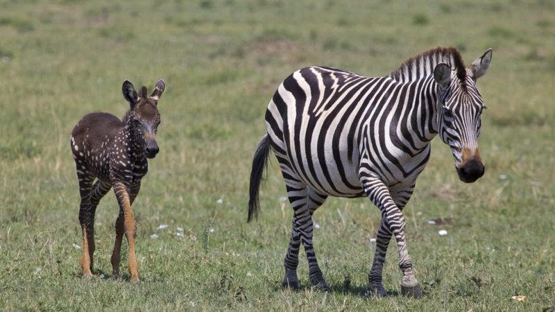 International Zebra Day: Top 5 facts about these striped animals - BBC ...