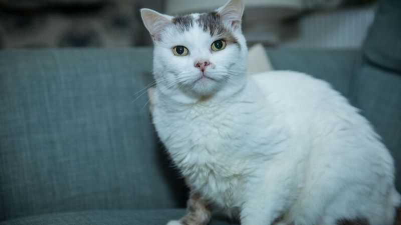 Award for Theo, the cat who saved owner's life - BBC News