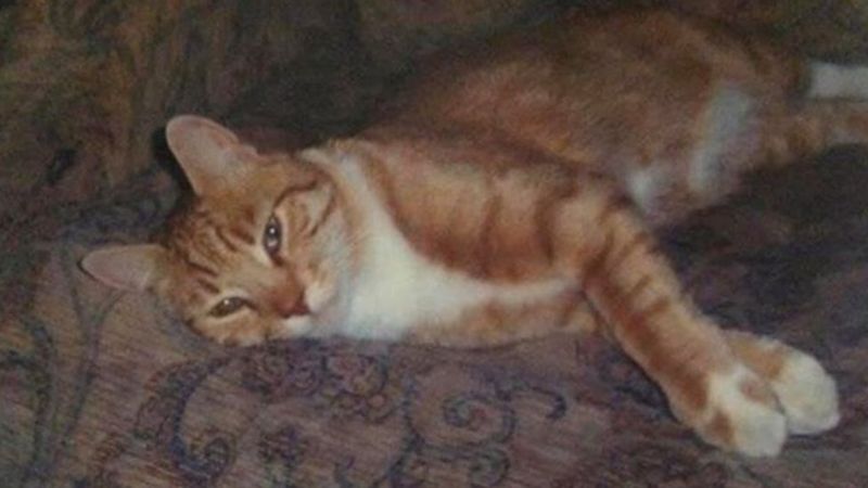 Missing cat reunited with owner after 11 years on the street - BBC News