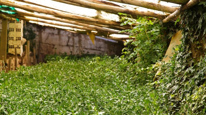 Farming underground in a fight against climate change - BBC News