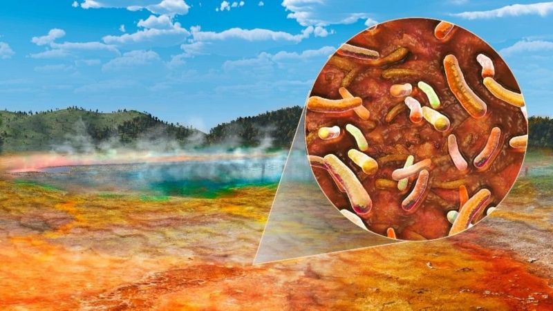 A descoberta nas fontes termais de Yellowstone, nos EUA, que se tornou ...
