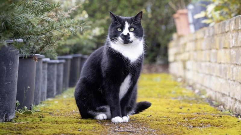 National Cat Awards 2023: Meet the finalists! - BBC Newsround