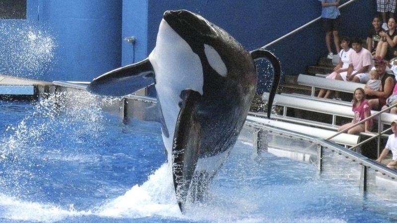 SeaWorld Orlando orca whale Kayla dies after illness - BBC News
