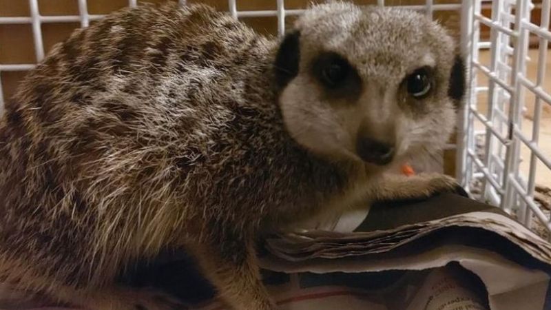 Two meerkats rescued from Dundee street - BBC News