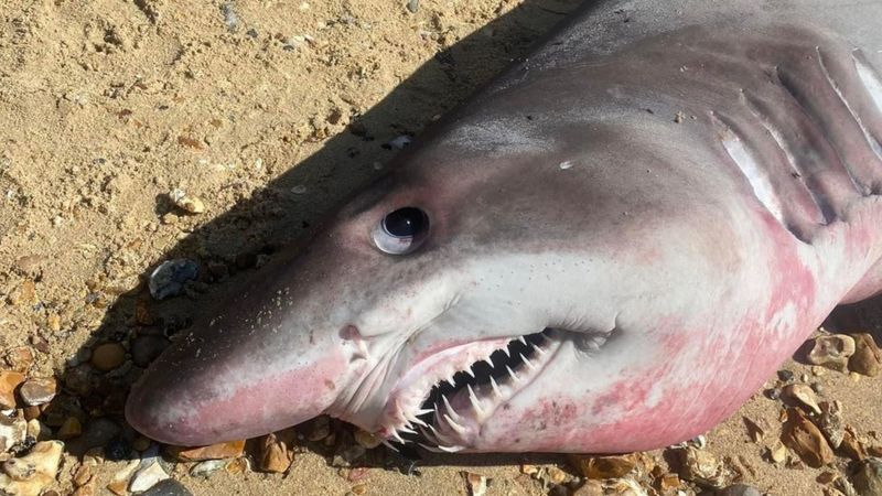 Hampshire: Shark beheaded after washing up on beach - BBC News