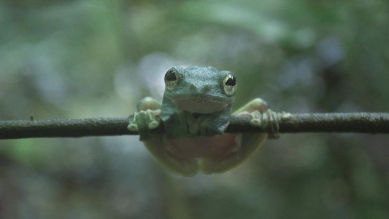 Young frogs camouflage themselves as poo, according to new study - BBC ...