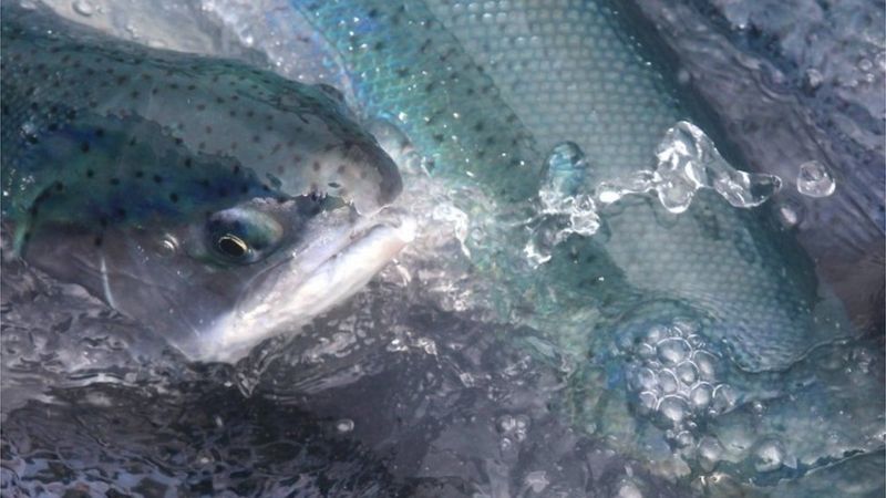 125,000 salmon die in disease outbreak at Lewis fish farms - BBC News